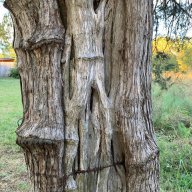 Tips for milling and air-drying white oak? | NC Woodworker