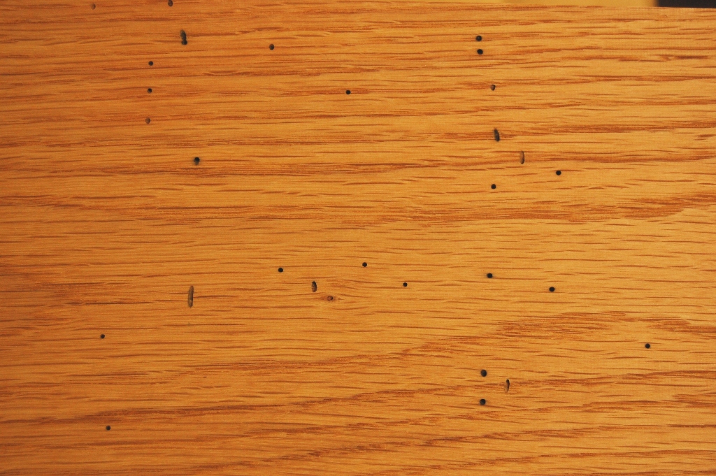 Red Oak Insect Damage | NC Woodworker